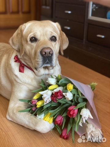 Лабрадор приглашает на свидание