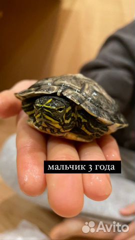Черепашки отдаем в хорошие руки с аквариумом