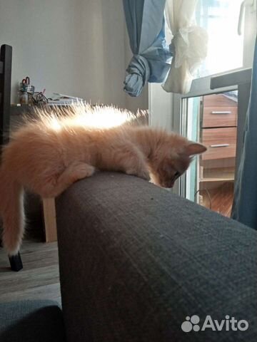 Рыжий котенок