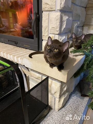 Котенок европейской бурмы