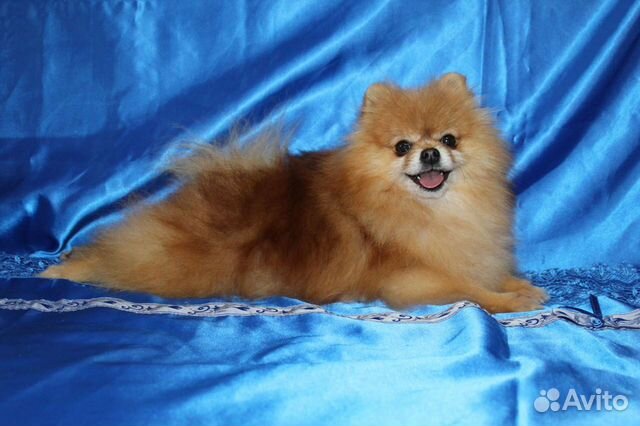 Жених померанец