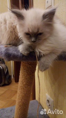 Очаровательная кошечка породы Невская маскарадная