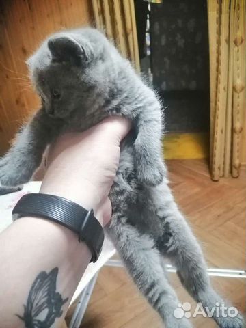 Британские котята