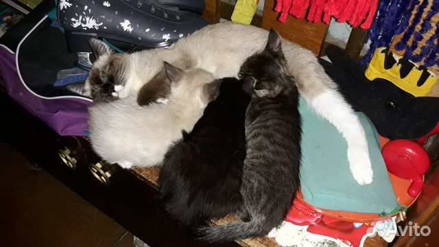 Три котёнка от одной мамы-кошки