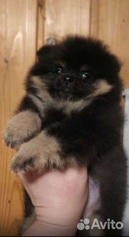Шикарный мальчик мини шпиц
