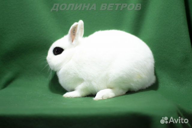 Чистопородные хохоты, импорт Германия