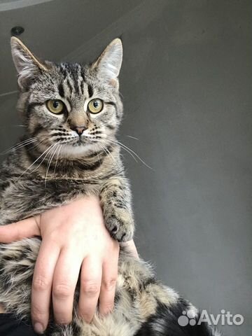 Кошки в добрые руки бесплатно кот и кошка подростк