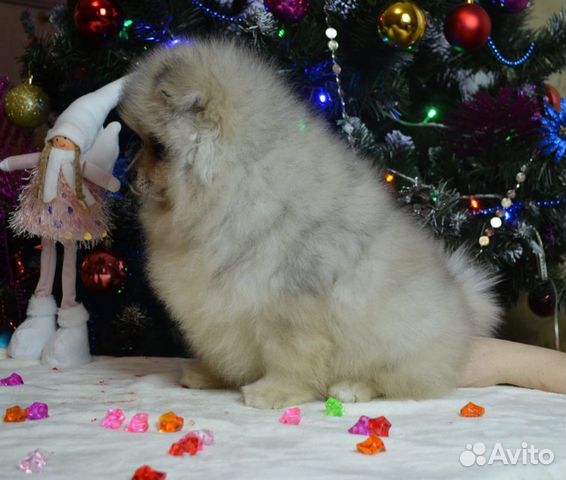 Мальчик малый шпиц