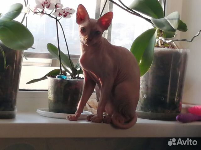 Продам кошечку канадского сфинкса