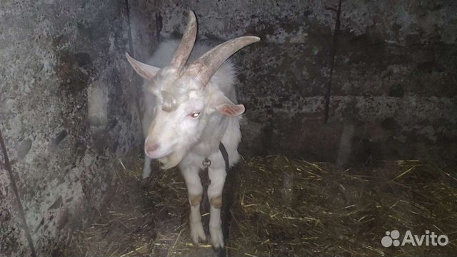 Козел производитель зааненский