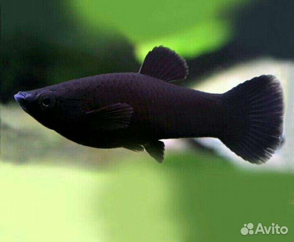 Мальки моллинезии чёрной