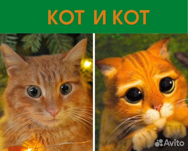 Кот с глазами из "Шрека"
