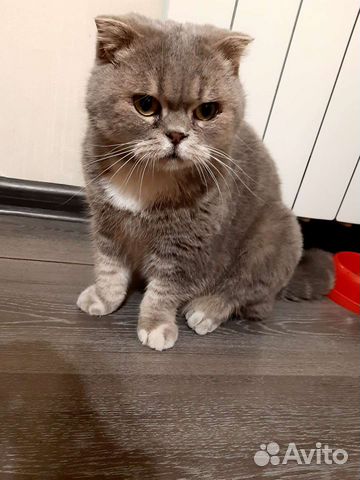 Кошка