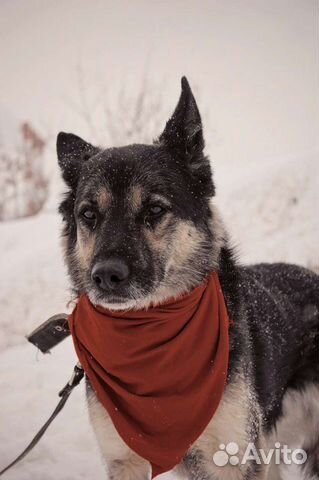 Добрый овчар Янек ищет дом
