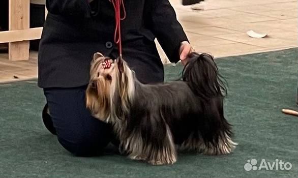 Титулованный йоркширский терьер ищет невесту