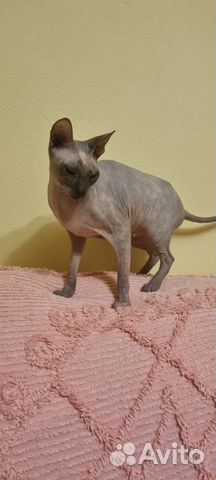 Отдам лысую кошку Сфинкс