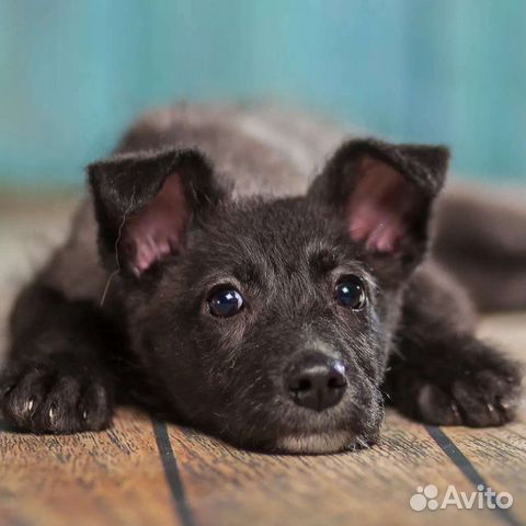 Щенок Блеки в добрые руки