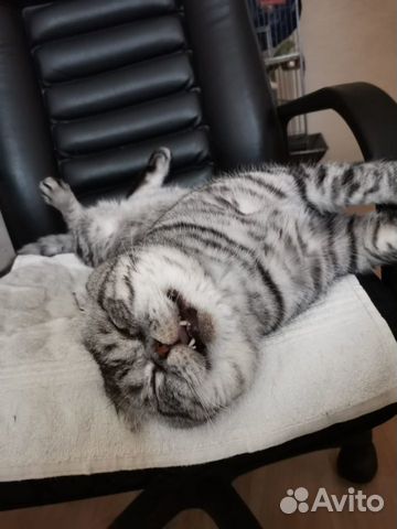 Кот в добрые руки