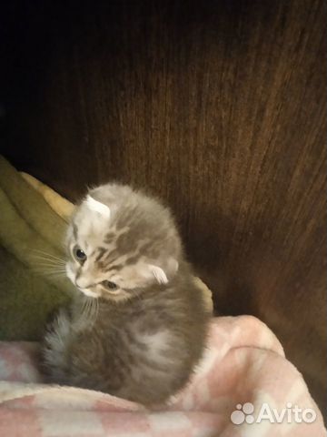 Шотландская