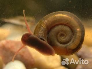 Отдам аквариумных улиток