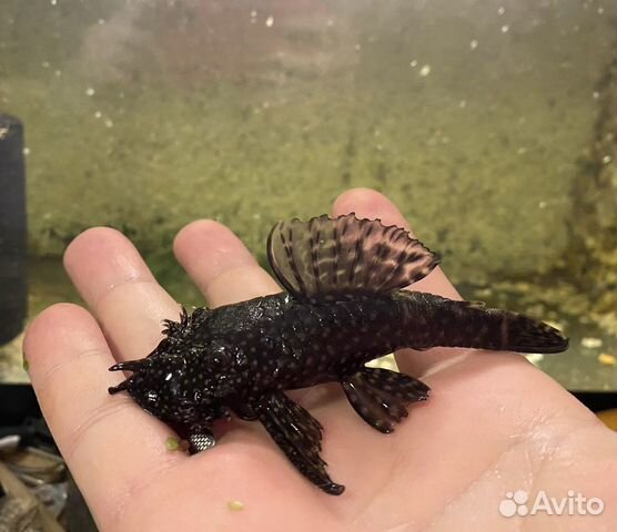 Анциструс 3 шт