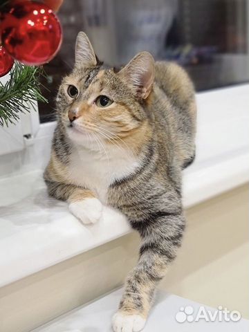 Молодая ласковая кошка в добрые руки