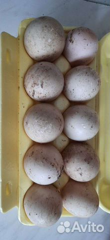 Инкубационное яйцо мускусной утки