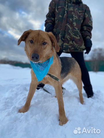 Добрая красавица Баффи, отдам