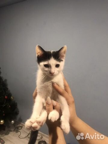 Котенок в добрые руки