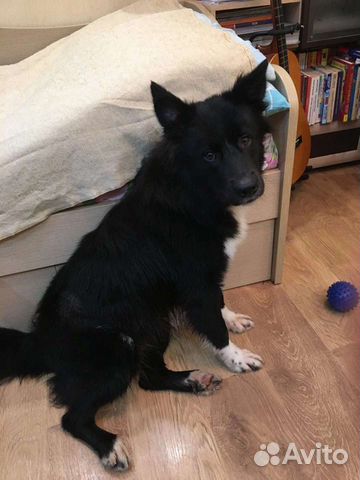 Щенок в добрые руки