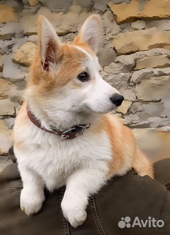 Вельш-корги пемброк