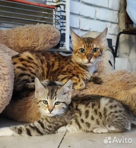 Бенгальская кошечка