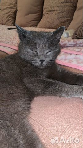 Кошка британка