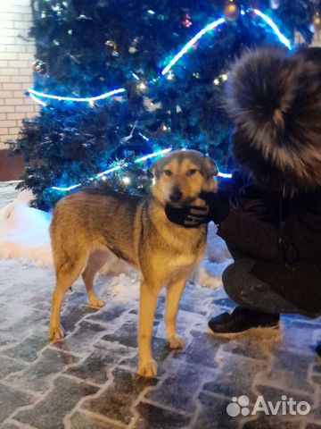 Собакаласковая небольшая лдевочка в лар