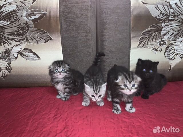 Шотландские вислоухие и прямоухие