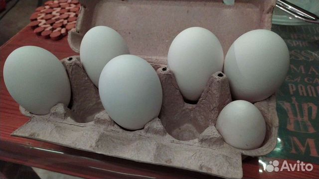 Гусиное яйцо
