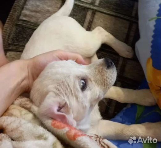 Щенок лабрадор