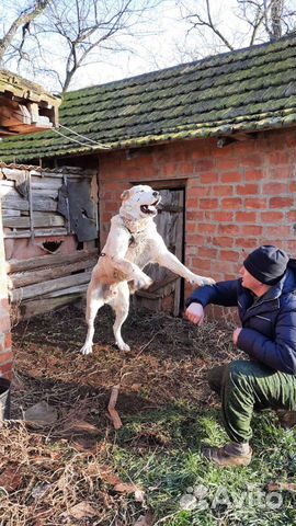 Среднеазиатская овчарка алабай