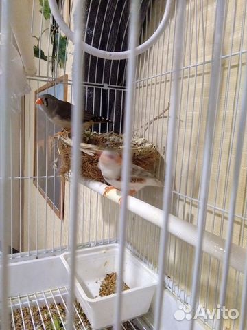 Японские амадины