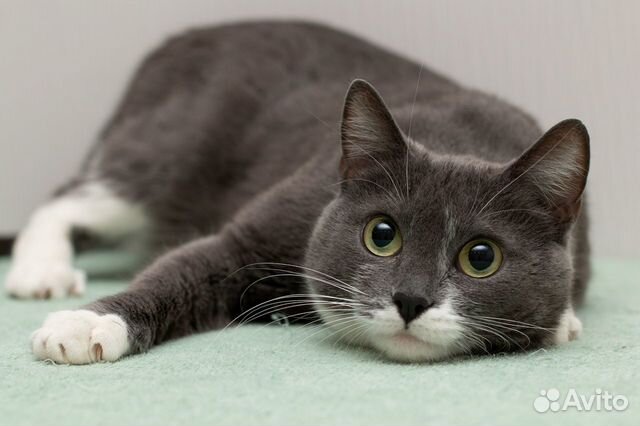 Отдам в добрые руки в дар кошечку Беллу