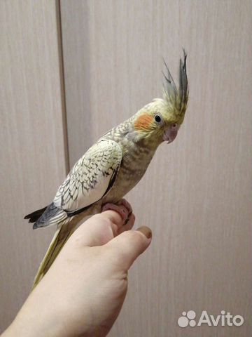 Кореллы птенцы