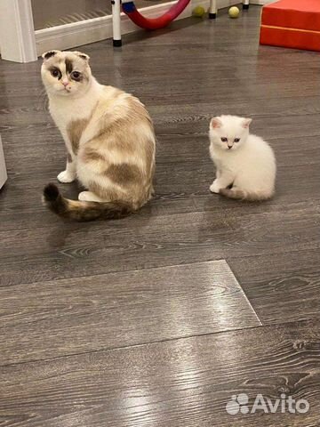 Британские котята