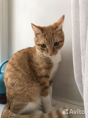 Котик молодой 5 мес в дар