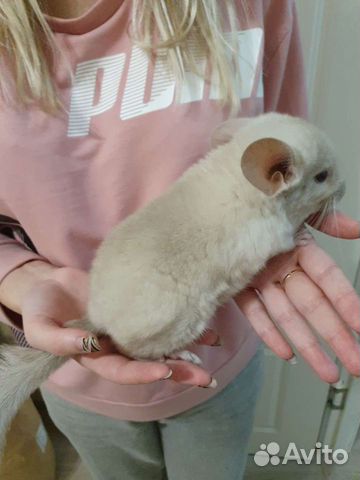 Шиншилла