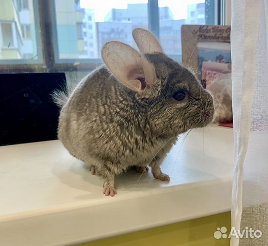 Шиншилла шикарный мальчик