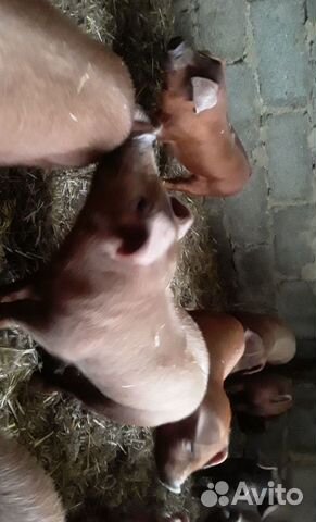 Чистокровные дюрки