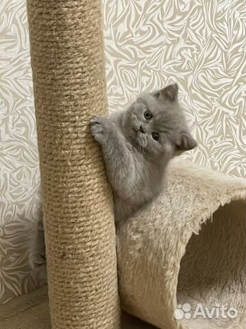 Котенок