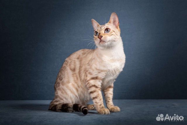 Бенгальская кошка