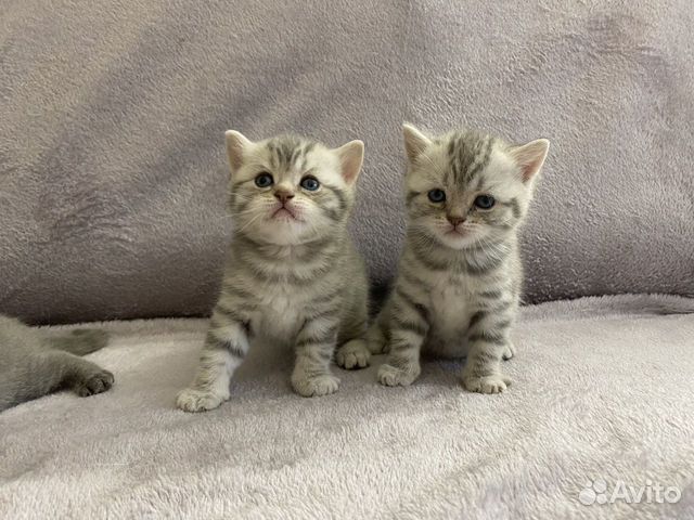 Британские котята