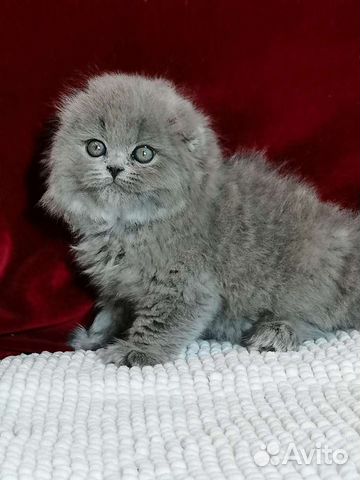 Кошка хайленд Фолд